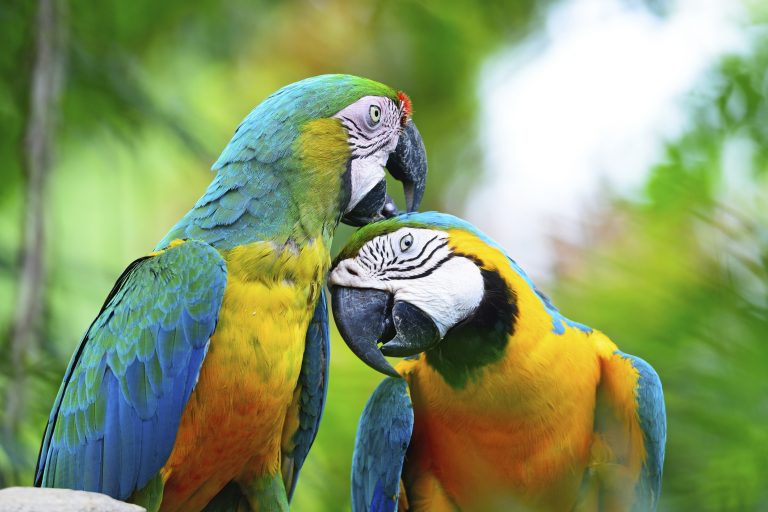 Kada nas papigice mogu zaraziti