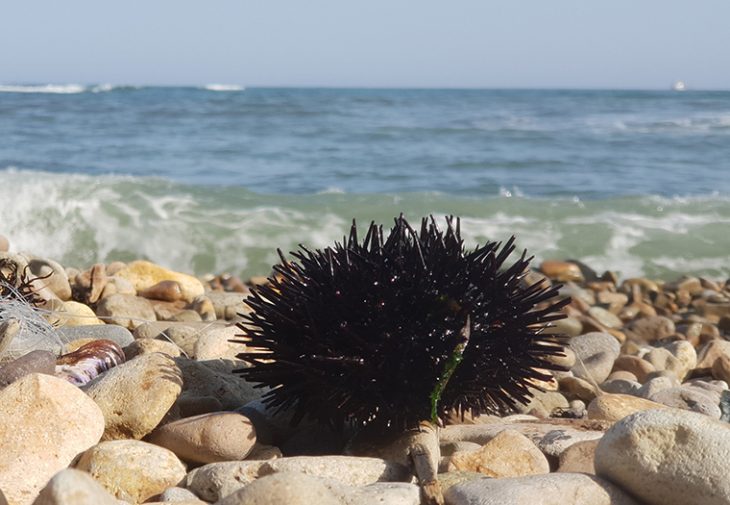 Meduza, vlasulja, riba pauk: Opasnost iz morskih dubina