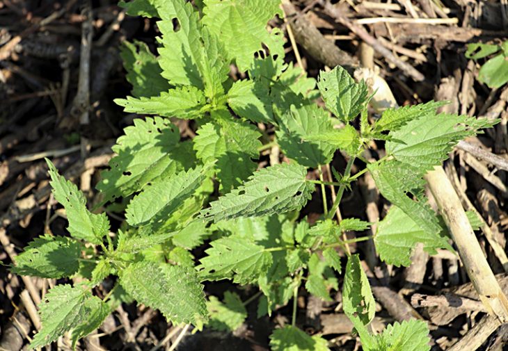 Kopriva: Korov koji je izuzetno moćan lijek iz prirode