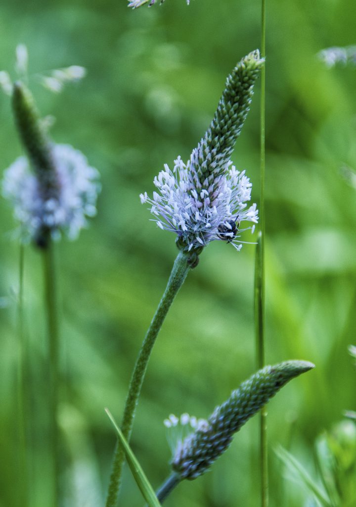 Mali, neugledni trputac – tisućljetni čuvar našeg zdravlja