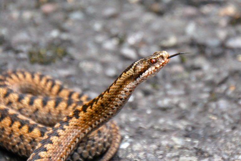Kako se liječi ugriz zmije, pauka, meduze ili vlasulje?