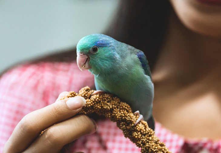 Najčešće bolesti kojima nas mogu zaraziti životinje u našim krajevima